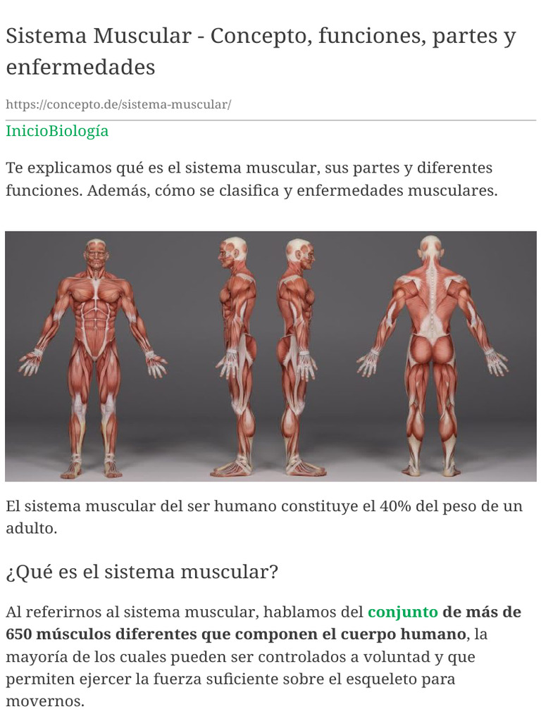 Guía Completa del Sistema Muscular | PDF | Músculo | Morfología (biología)