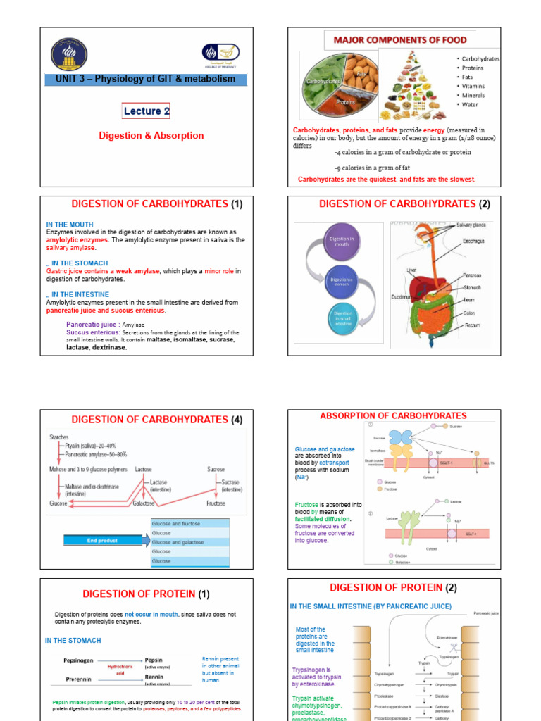Git Lecture 2 Unit 3 2023 Pdf Digestion Small Intestine