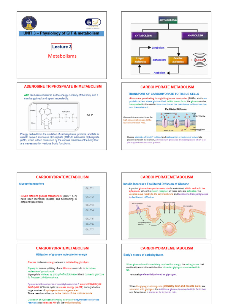 GIT Lecture 3 Unit 3 2023 | PDF | Glucose | Metabolism