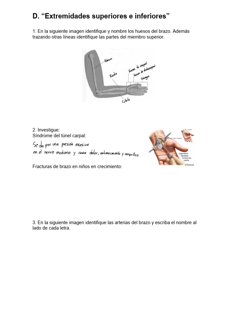 D. "Extremidades Superiores e Inferiores": Metacarpal | PDF | Anatomía ...