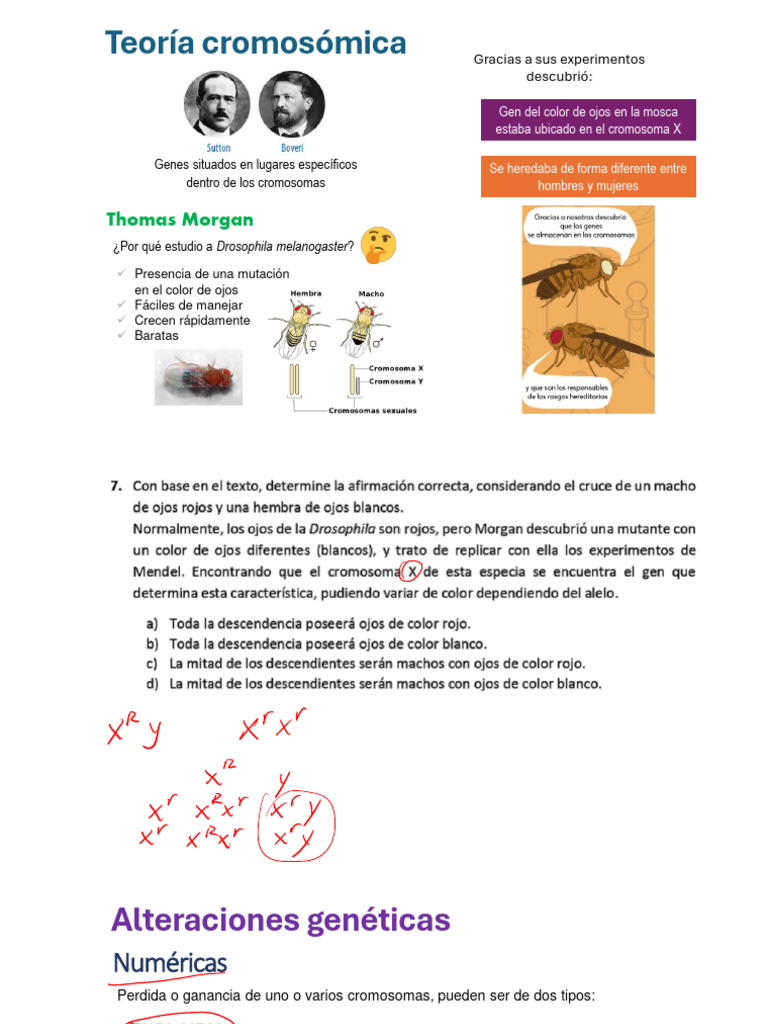 Teoría Cromosómica | PDF | Mutación | Cromosoma