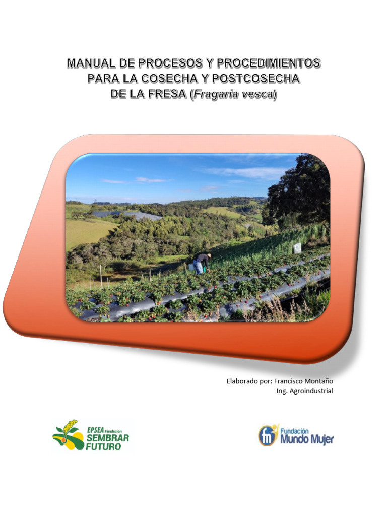 Documento Manejo Cosecha y Poscosecha de Fresa | PDF | Fruta | Cosecha