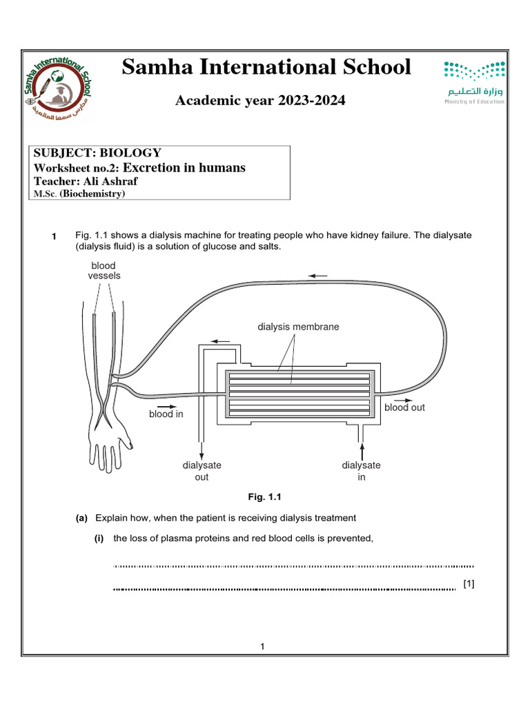 Biology 8B Worksheet No.2 | PDF | Kidney | Urea