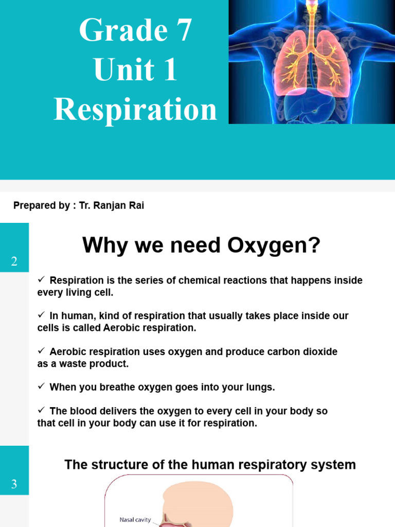 G7 Science | PDF | Respiratory System | Respiratory Tract