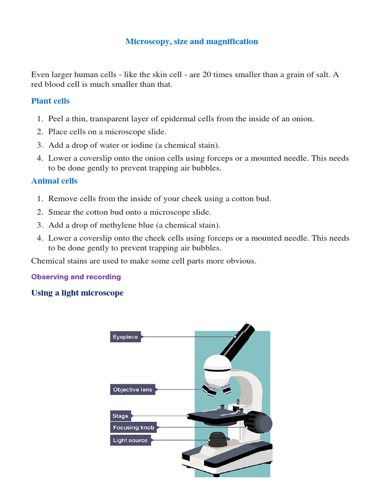 Microscopy, Size and Magnification | PDF | Microscope | Optics
