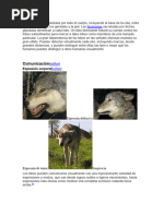 Características y Hábitos del Lobo | PDF | Zoología