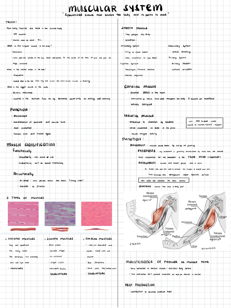 Muscular System | PDF | Muscle | Morphology (Biology)