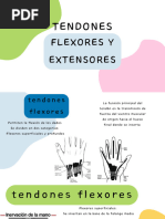 Ecografía de Tendones de la Mano | PDF | Mano | Extremidades (anatomía)