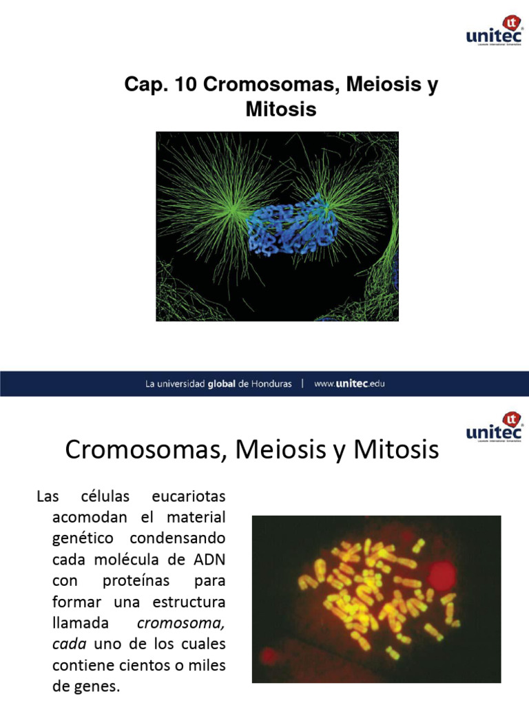 Cap. 10 Cromosomas Meiosis y Mitosis | PDF | Mitosis | Mitosis