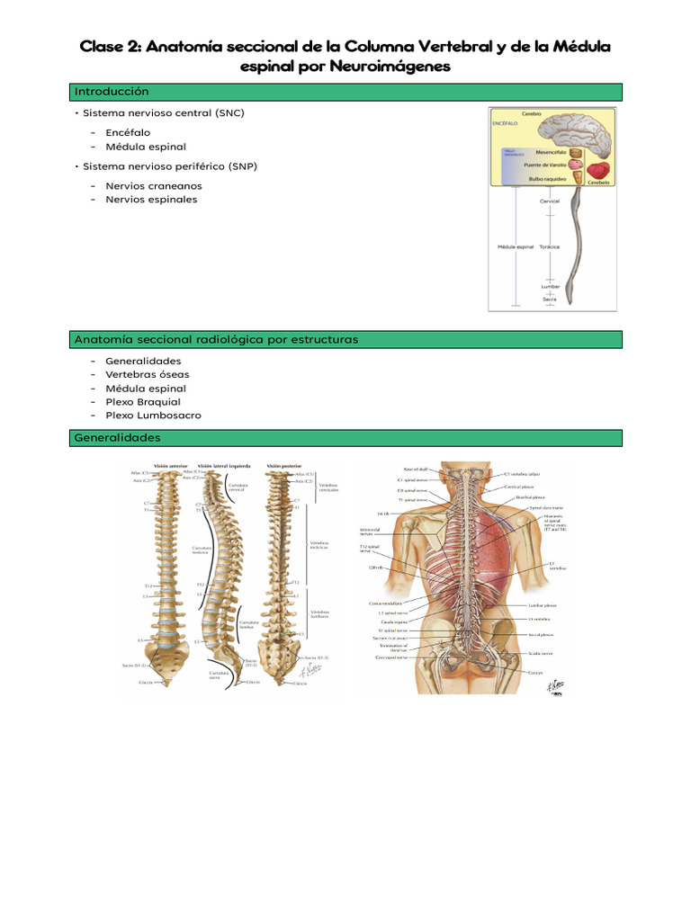 Clase 3 Anatomía Seccional de La Columna Vertebral y de La Médula ...