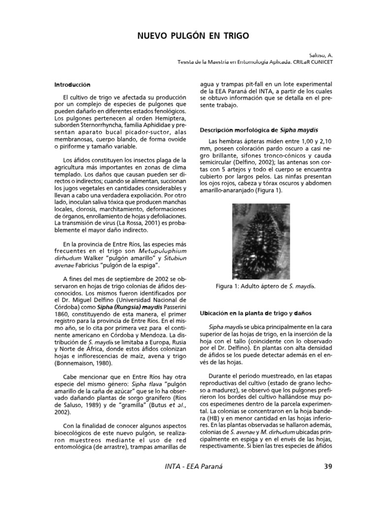 Nuevo pulgón Sipha maydis en trigo | PDF | Insectos | Plantas
