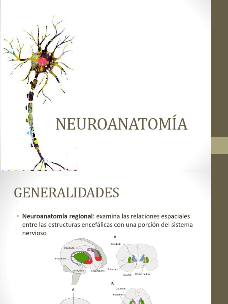 NEUROANATOMÍA Generalidades | PDF | Sinapsis | Neuroanatomía