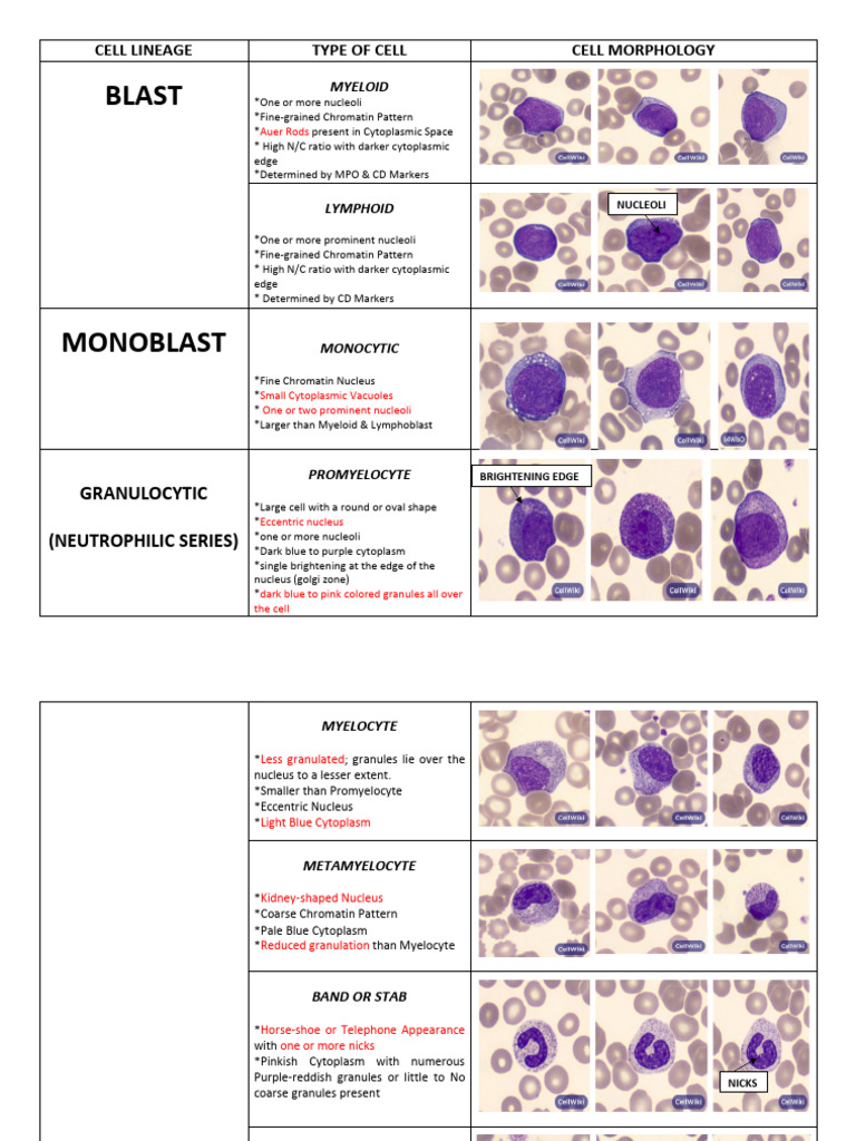 Hematology Notes Cell Lineage | PDF | Granulocyte | Lymphocyte