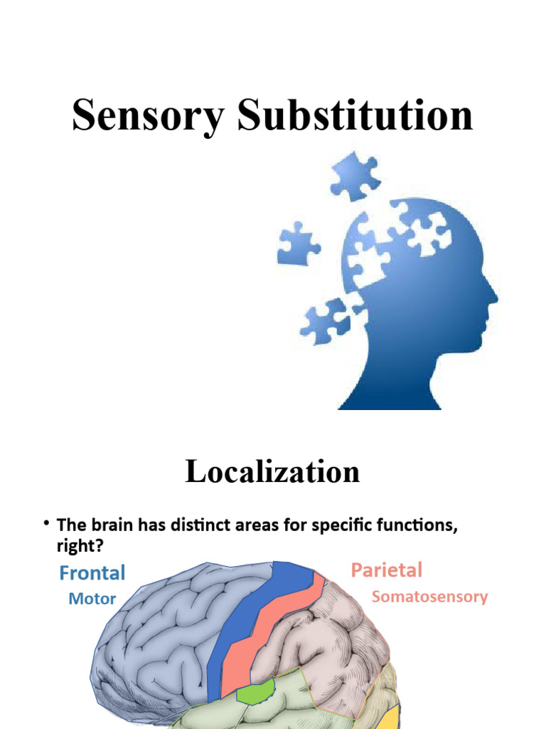 Sensory Substitution (2) | PDF | Somatosensory System | Visual Cortex