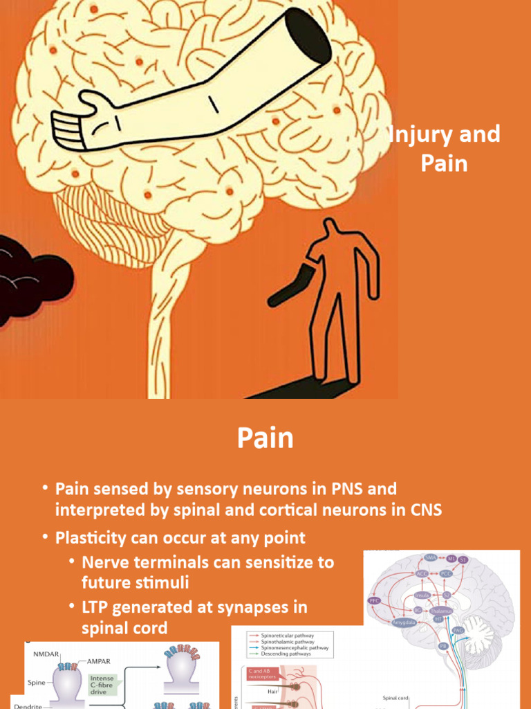 Nerve Injury, Stroke, and Pain | PDF | Pain | Neuroscience