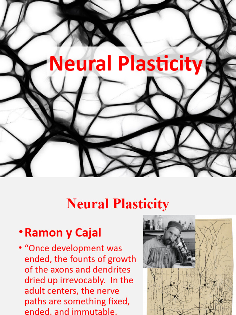 Intros to Plasticity | PDF