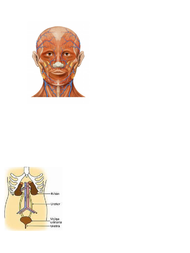 Cuerpo Humano Pdf