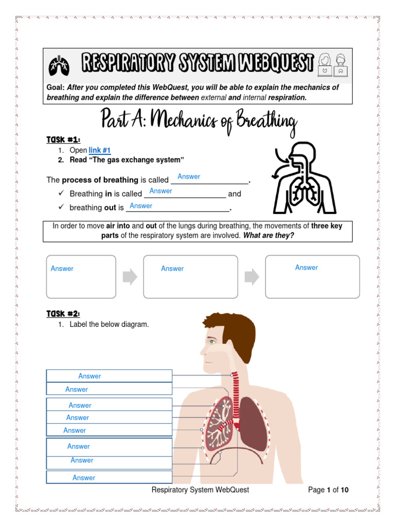 Respiratory Web Quest Updated | PDF | Respiratory System | Exhalation