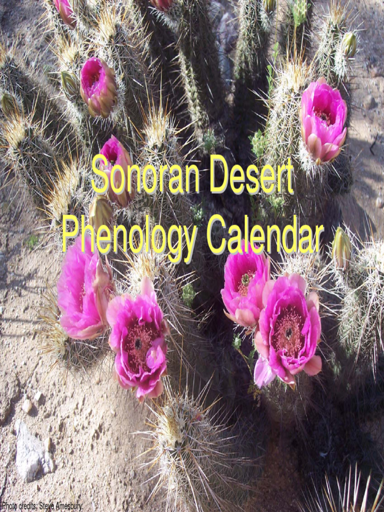 Sonoran Desert Phenology Calendar GEOG696C | PDF | Flowers | Desert