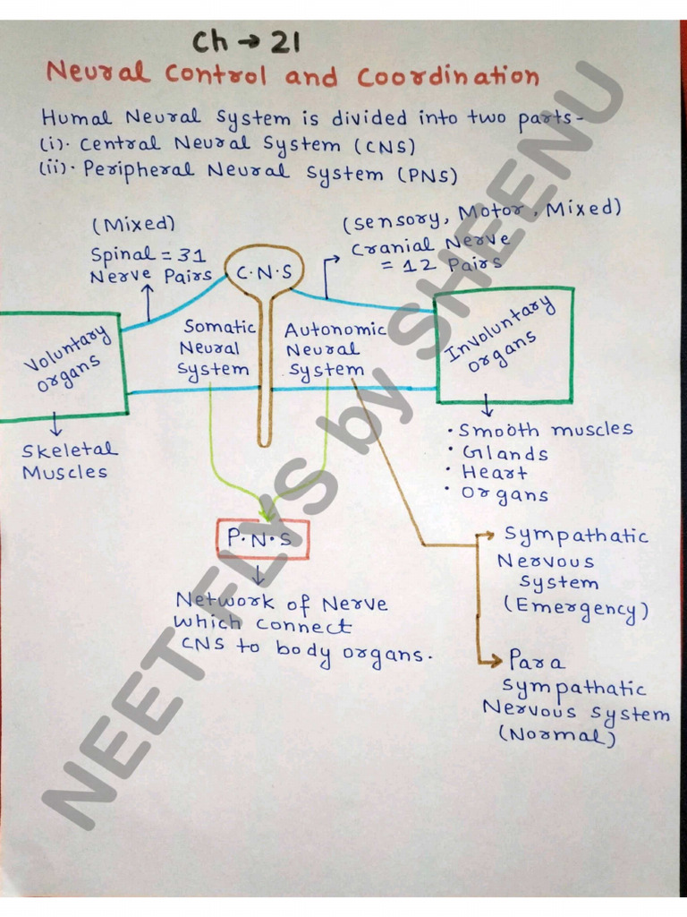 Neural Control and Coordination.... | PDF