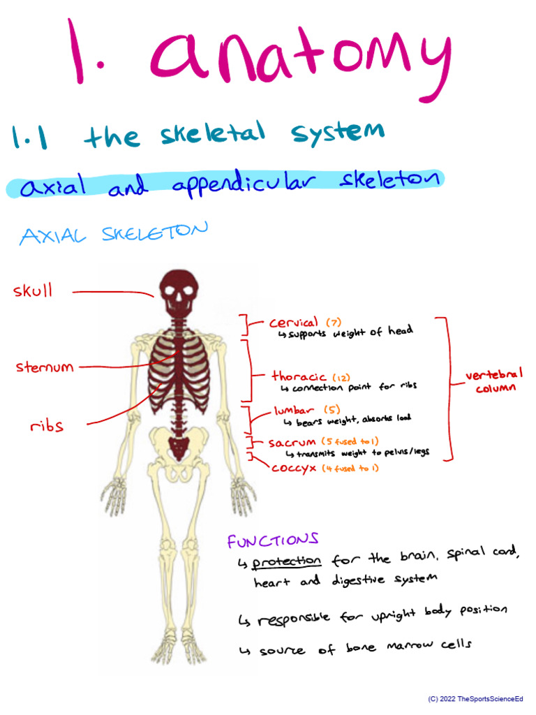 Anatomy Notes | PDF | Muscle | Cartilage