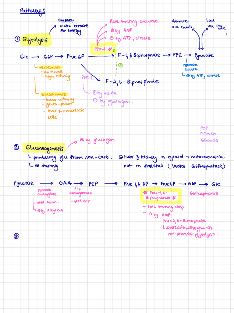Biochem Pathways | PDF | Glycolysis | Pyruvic Acid