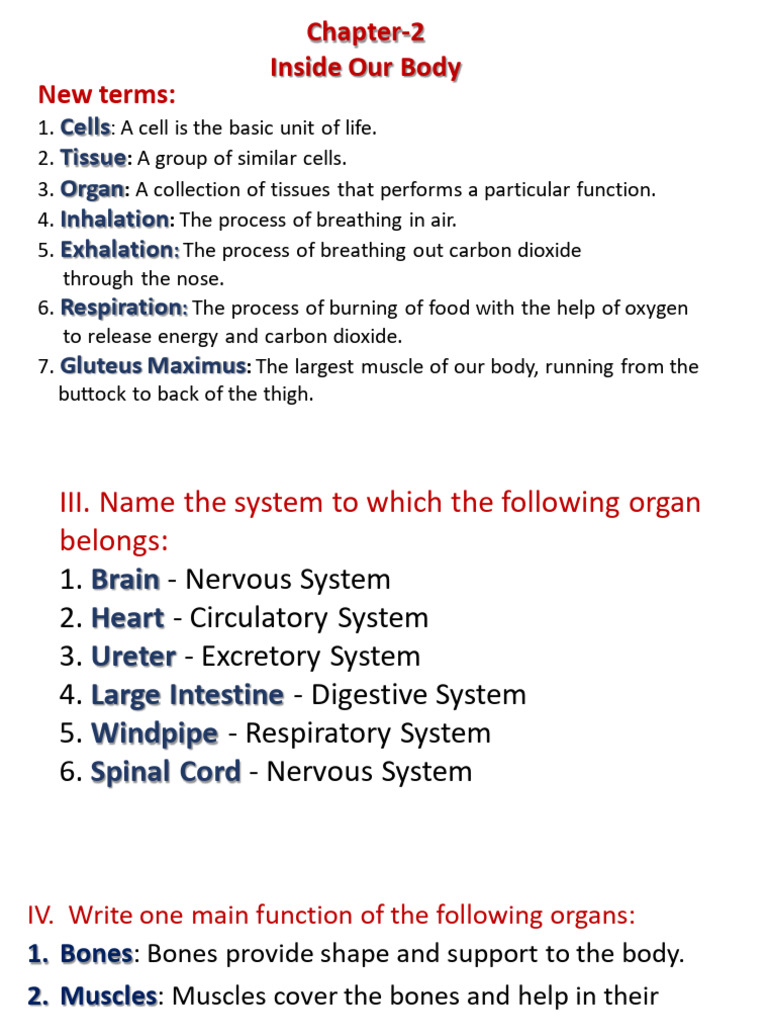 EVS class 4 Chapter 2-1 | PDF | Human Body | Respiratory System