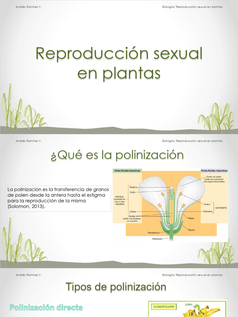 Reproducción sexual en plantas | Descargar gratis PDF | Reproducción | Reproducción sexual