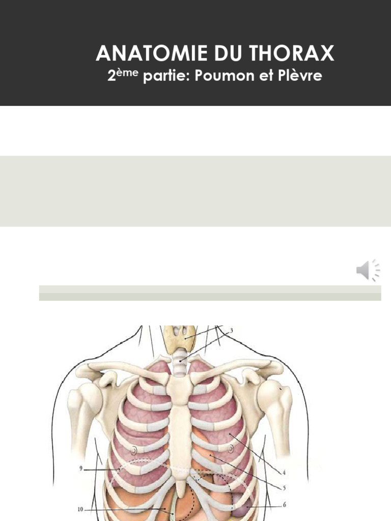 Anatomie des Poumons et de la Plèvre | PDF | Poumon | Anatomie