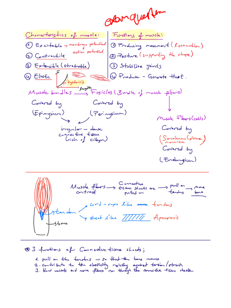 W4 - Characteristics of Muscle Tissue | PDF | Actin | Soft Tissue