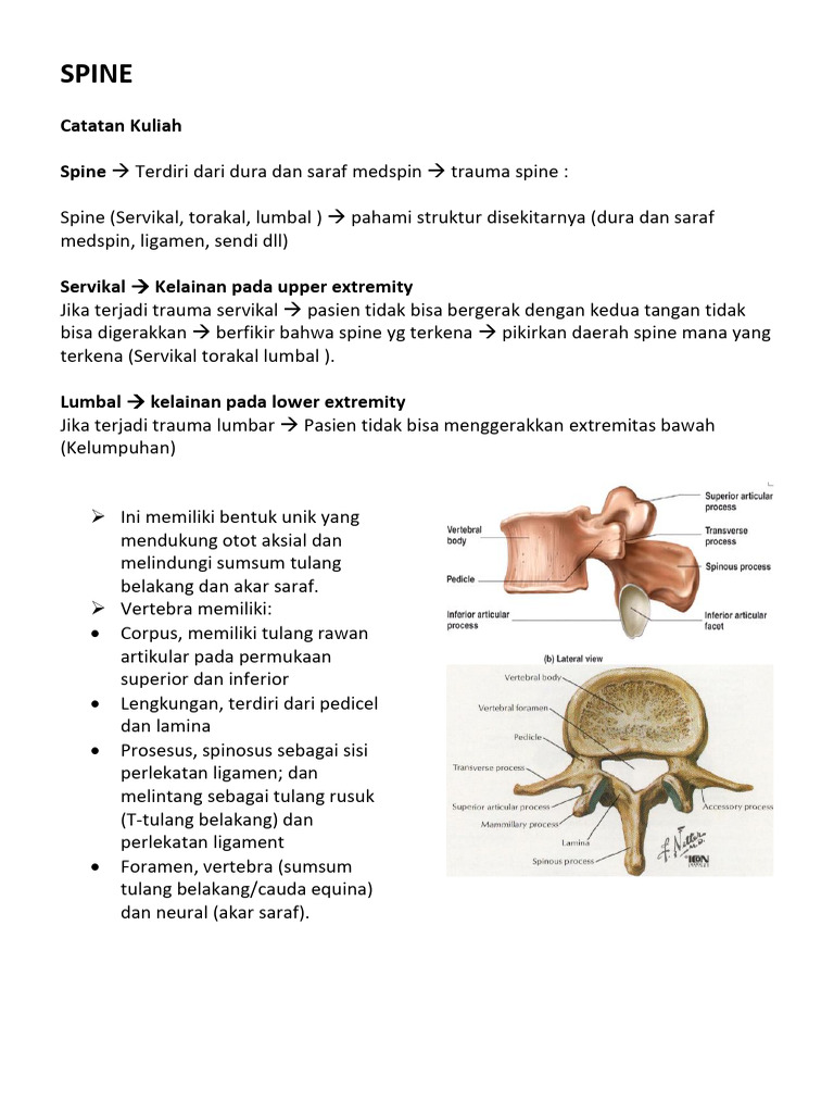 SPINE Dan Spondilitis TB Ria Olis | PDF