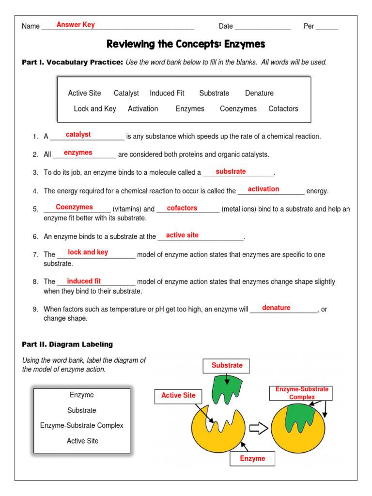 ANSWER KEY Enzyme Worksheet | PDF | Enzyme | Active Site