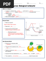 The-Cell-Cycle-Worksheet With Answers | PDF | Mitosis | Cell Biology