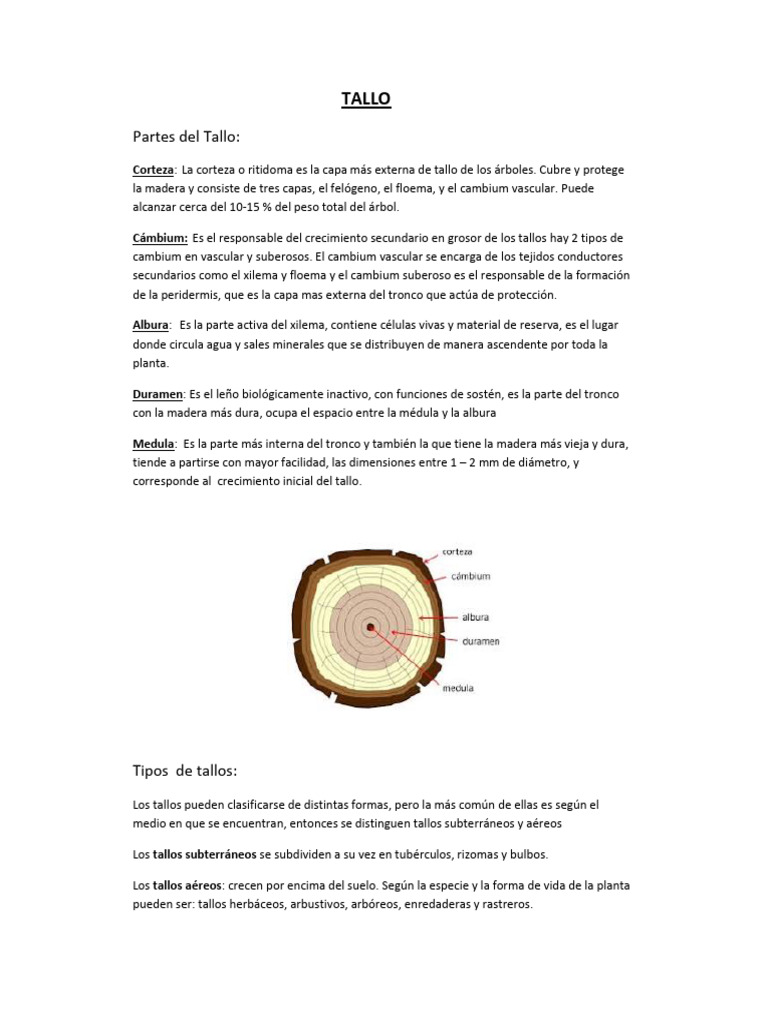 Anexo 1 - Tema Tallo | PDF | Tallo de la planta | Plantas