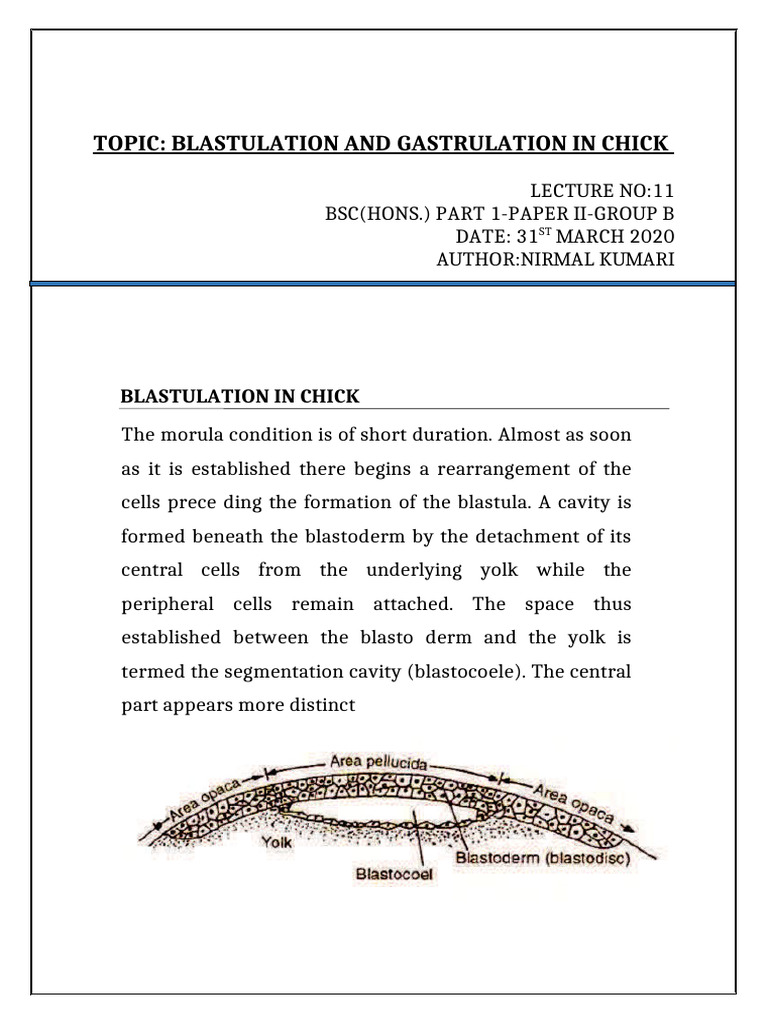 Blastulation and Gastrulation in Chick Embryo | PDF | Morphology ...