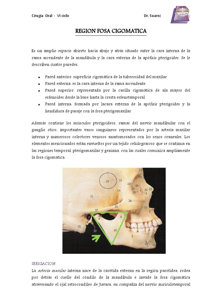 Region Fosa Cigomatica Expo | PDF | Sistema esquelético | Sistema ...
