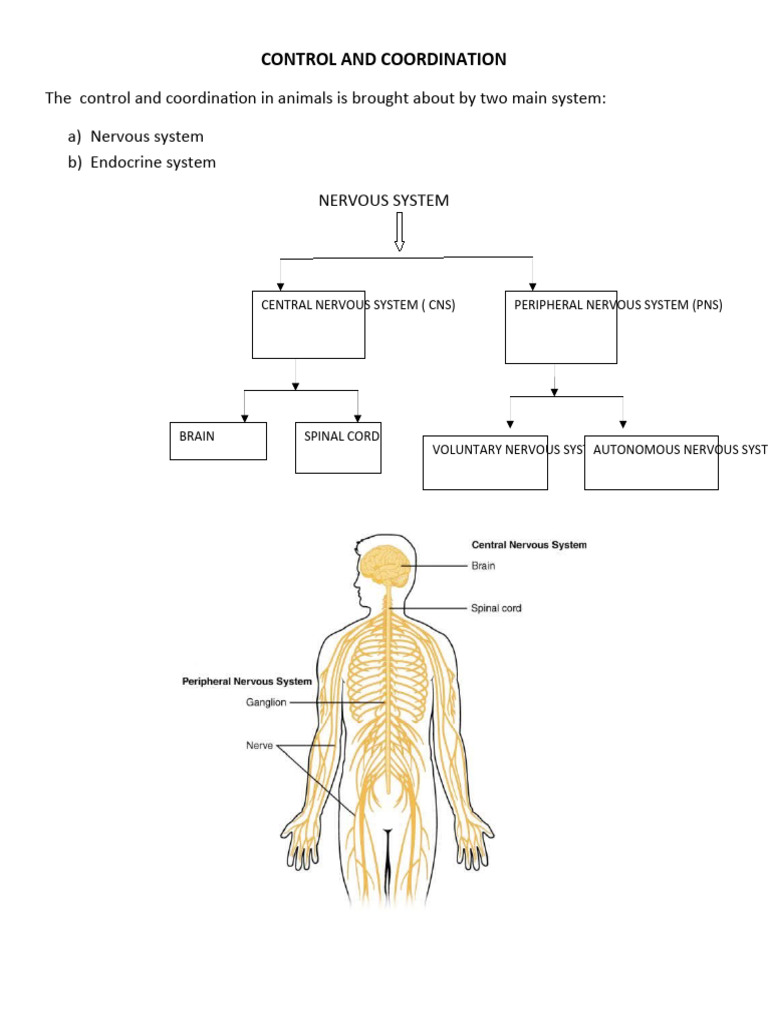 Control and Coordination | PDF | Nervous System | Central Nervous System