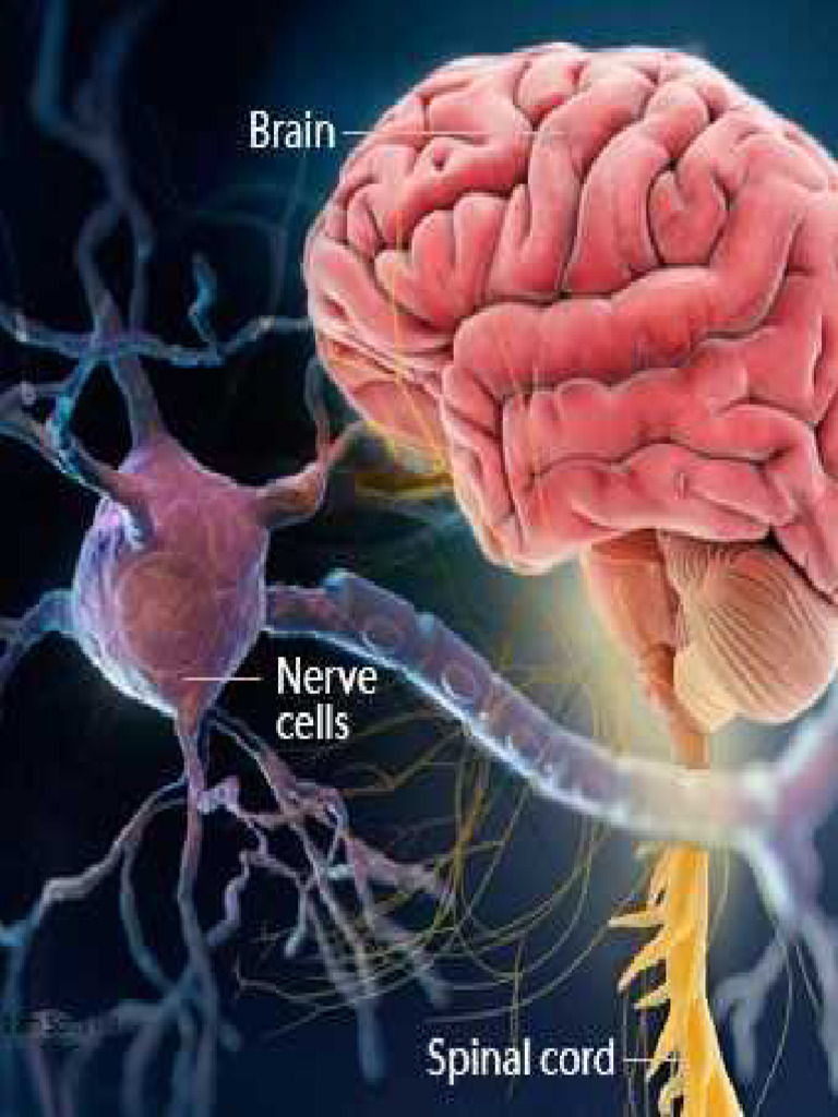 Multiple Sclerosis s1 Facts | PDF