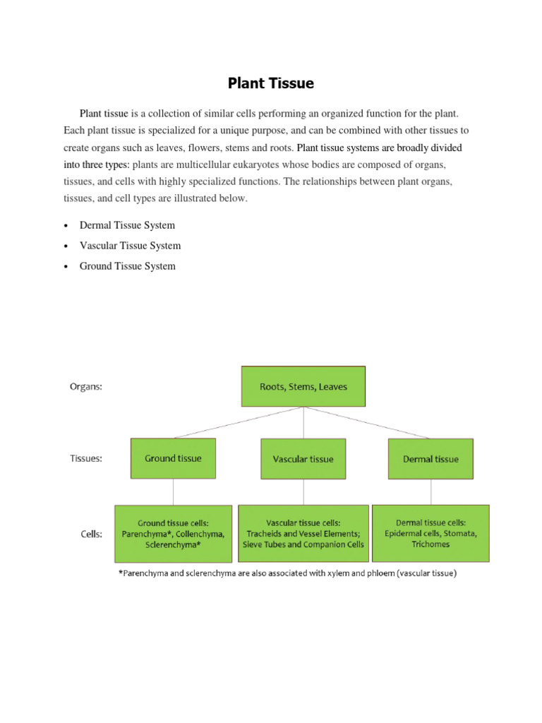 Overview of Plant Tissue Types | PDF | Tissue (Biology) | Plant Stem