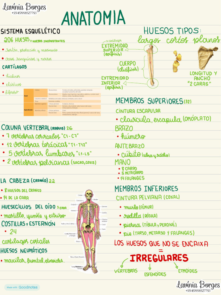 Anatomía del Sistema Esquelético | PDF | Vértebra | Hueso