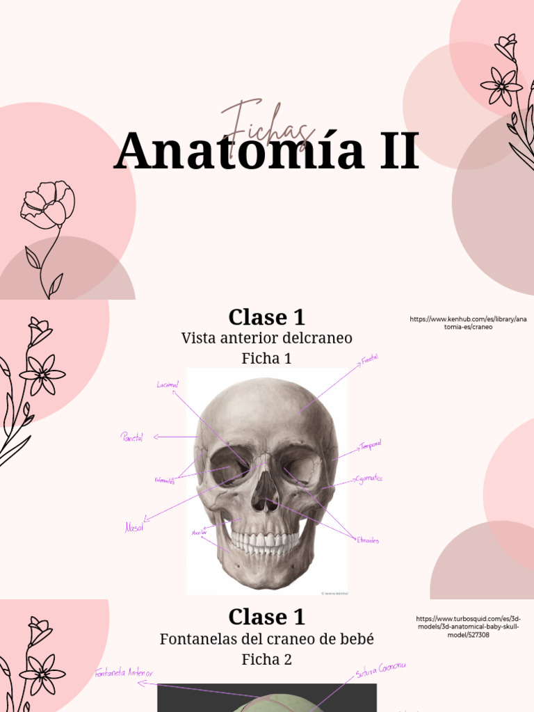 Fichas Anatomía II 1 | PDF