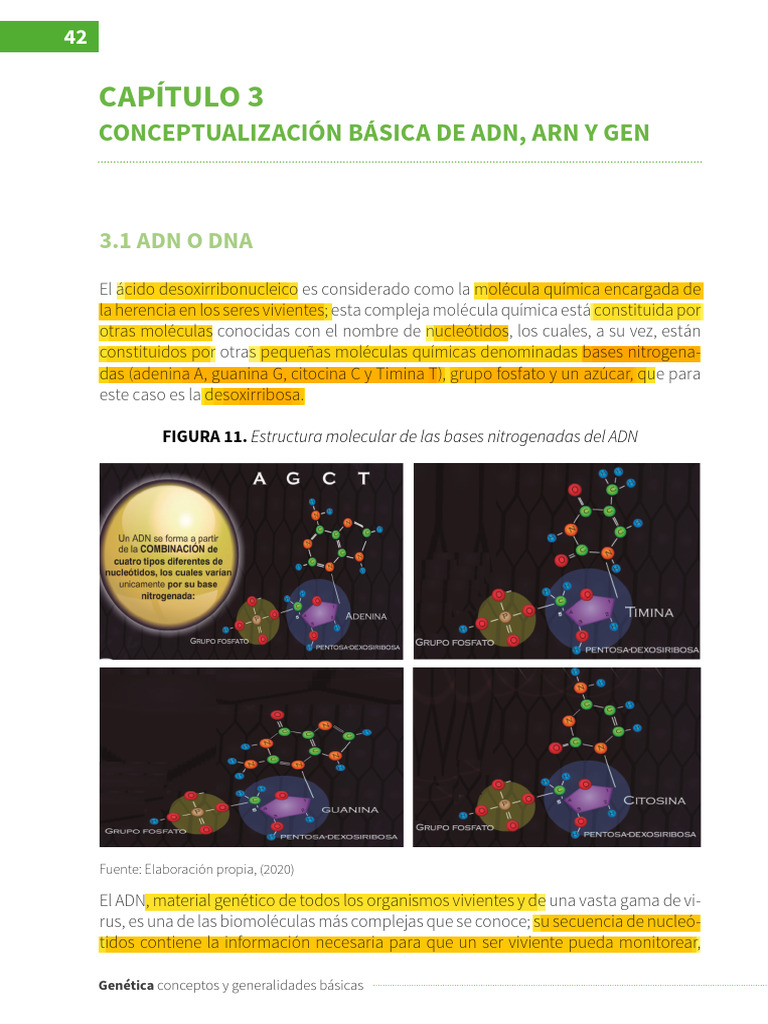 Conceptos Básicos de ADN y ARN | PDF | Adn | Rna