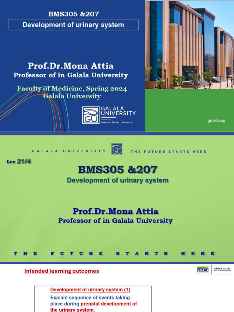 28-29_BMS305_Anatomy_Development of urinary system-Lect-7-8-Spring 2024 | PDF | Kidney | Urology