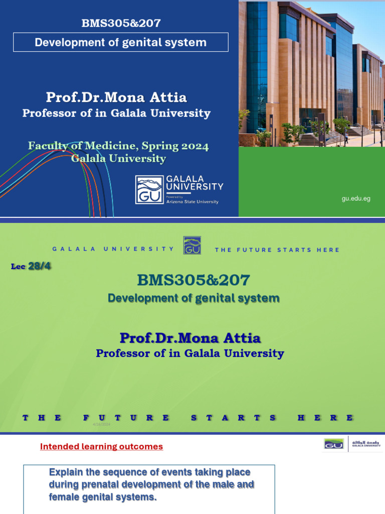 41 42 Bms305 Anatomy Embryology Of Genital System Lect 9 10