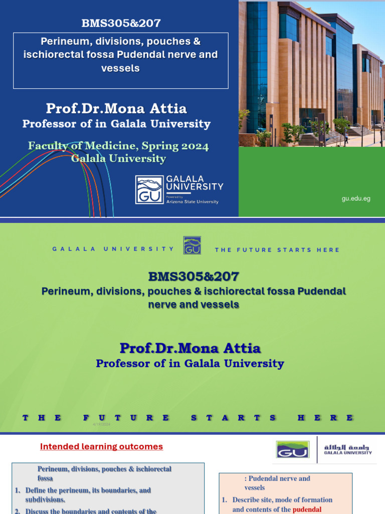 27 - 28 - BMS305 - Anatomy - Perineum-Lect-5-6 - Spring 2024 | PDF | Pelvis | Anatomy