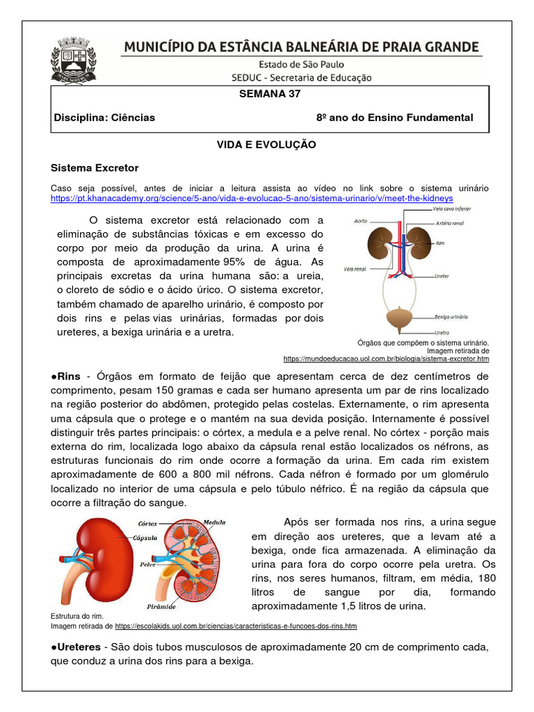8º Ano - Ciências - v02 - Semana 37 | PDF | Rim | Sistema urinário