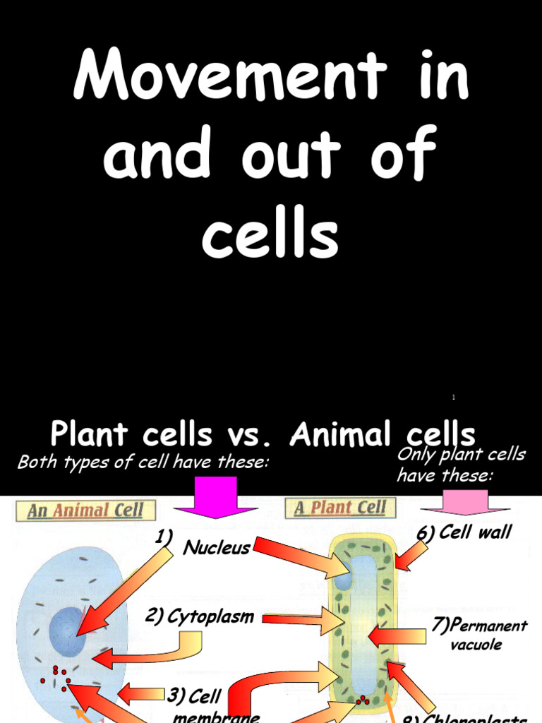Cell Movement and Diffusion Processes | PDF | Osmosis | Diffusion