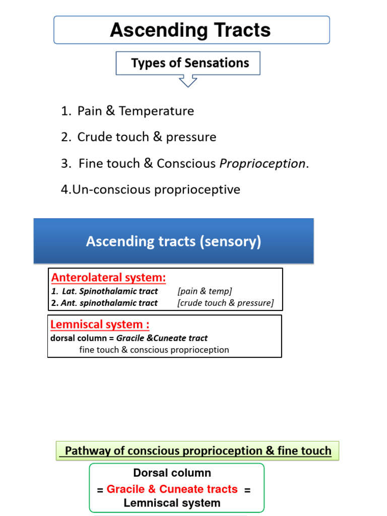 BMS301, L9, Anatomy, Long ascending pathways 2 | PDF | Somatosensory System | Anatomy