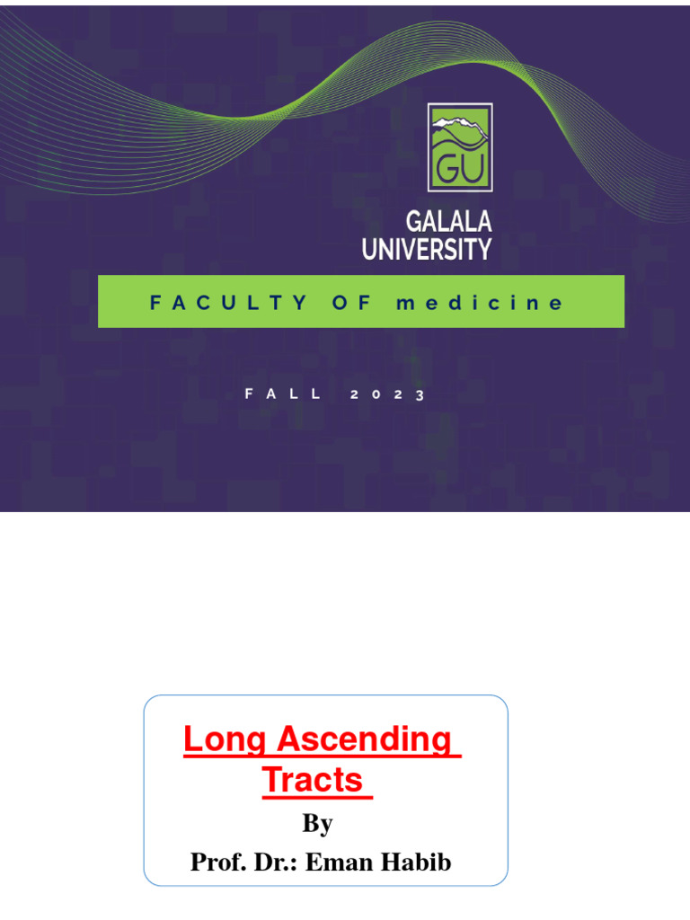 BMS301, L8, Anatomy, Long Ascending Pathways 1 | PDF | Spinal Cord ...