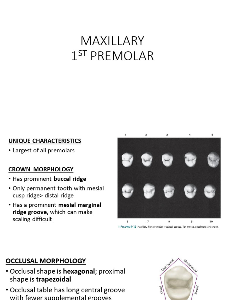 Premolar and Molar Dental Characteristics | PDF | Dental Anatomy ...